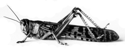 Laboratory of Intelligent Systems - Biomimetic Jumping Microglider